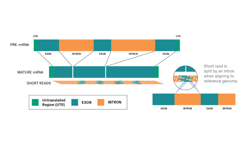 A guide to RNA-Seq workflows and methods