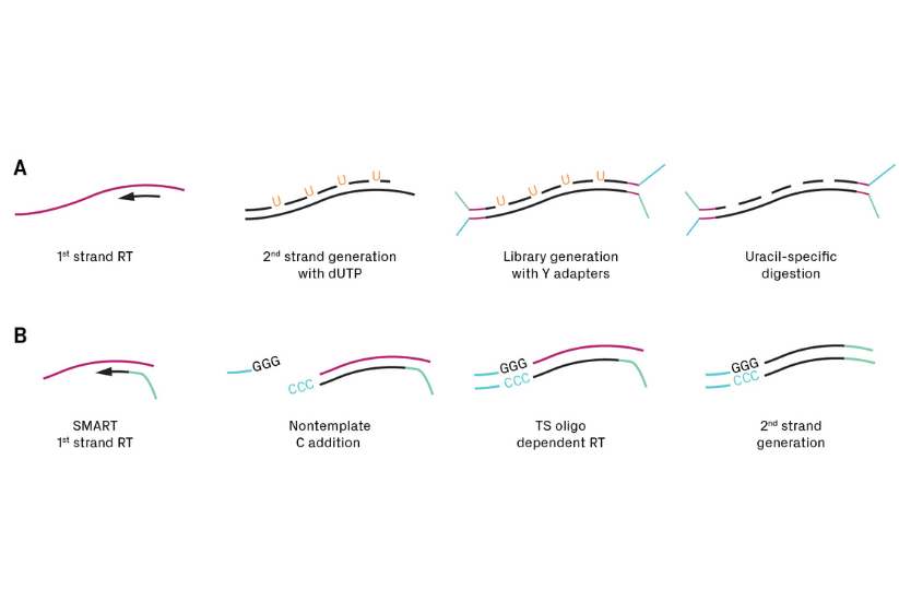 A guide to RNA-Seq workflows and methods