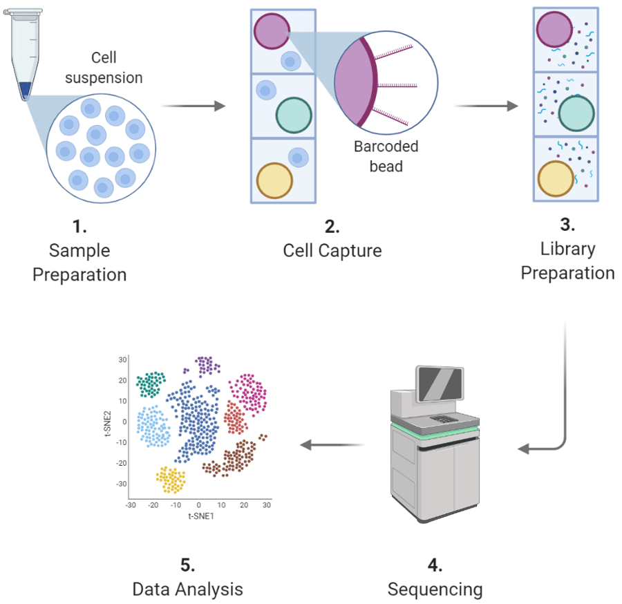 How Single-Cell Sequencing Works