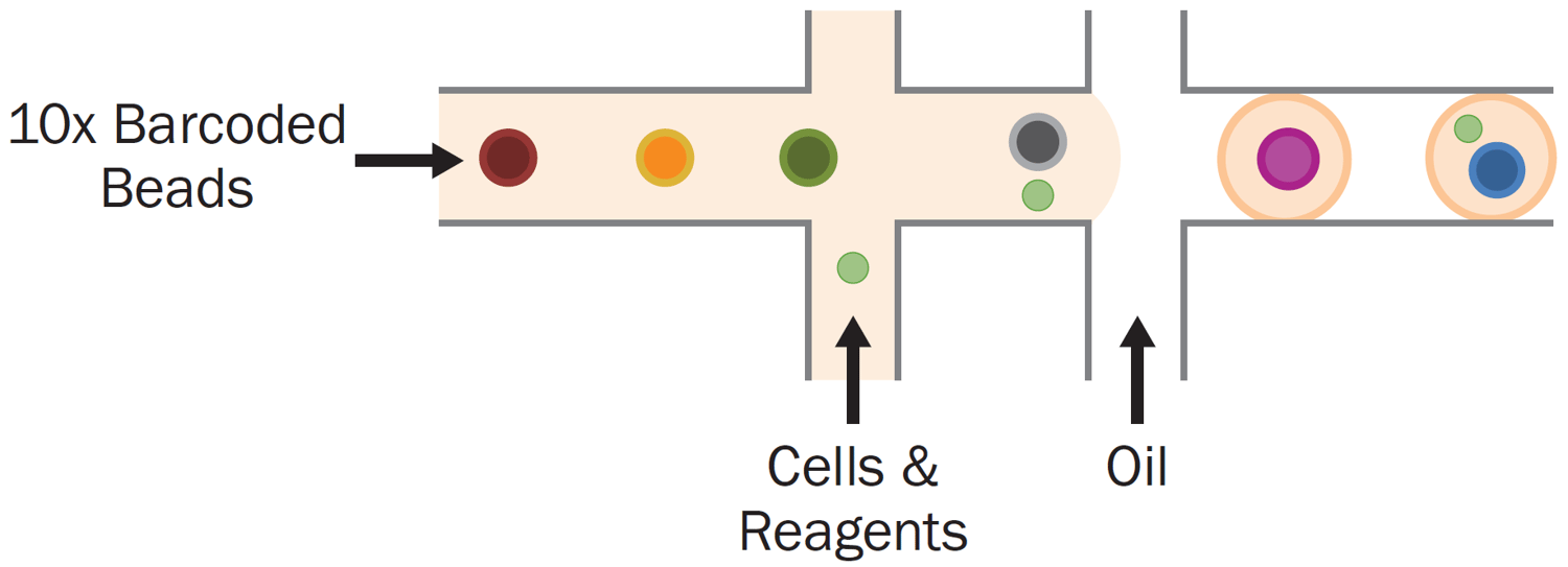 How Single-Cell Sequencing Works